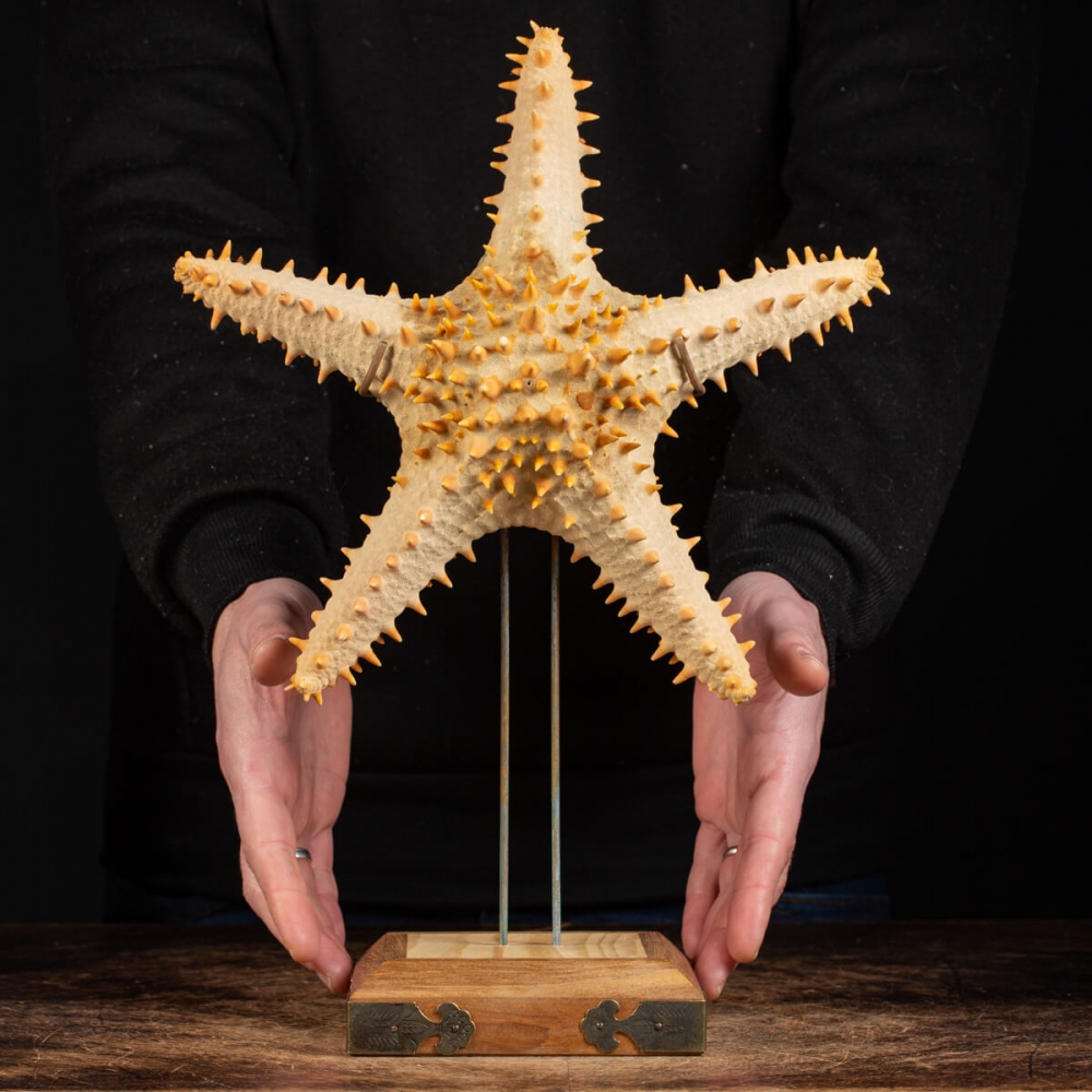 Stella Marina | Oreasteridae Pentaceraster